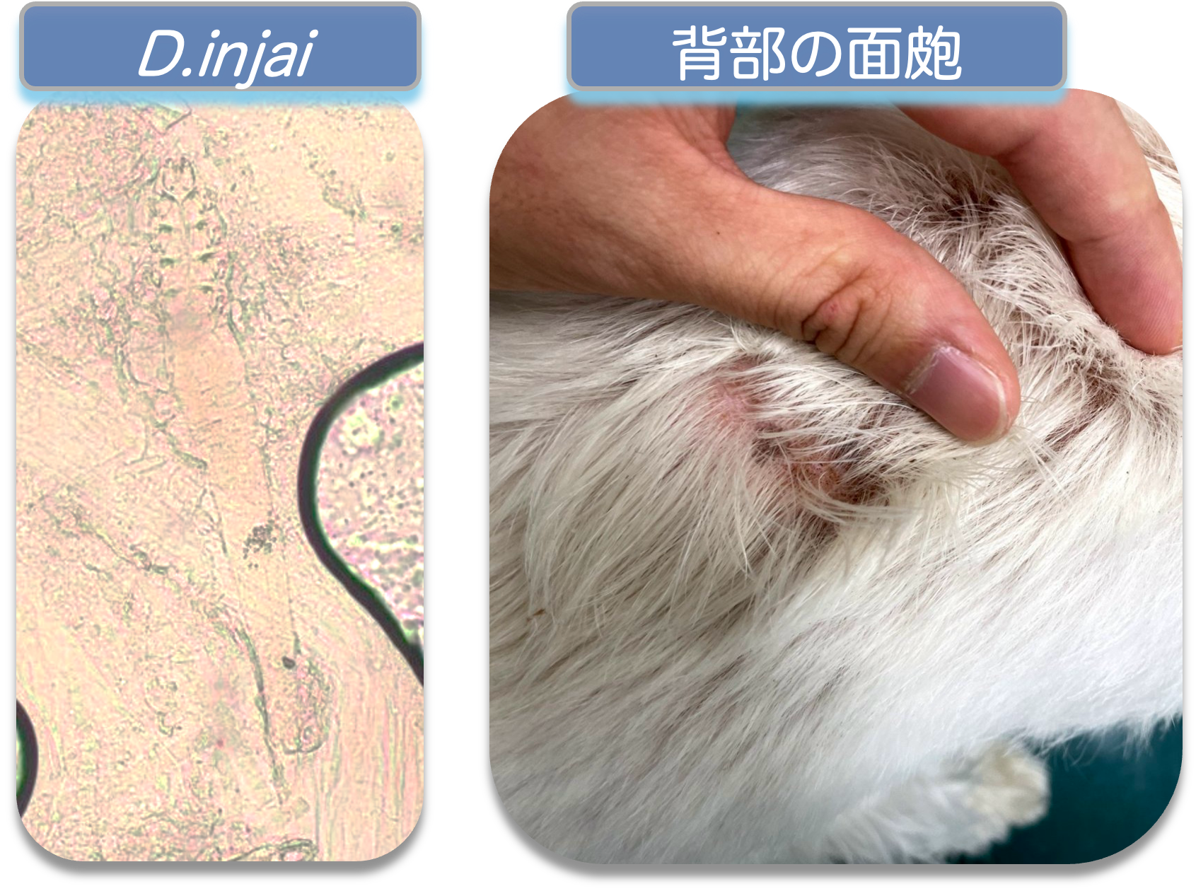 【皮膚】犬と猫の毛包虫症（ニキビダニ症） - 東京動物皮膚科センター/神宮前動物病院